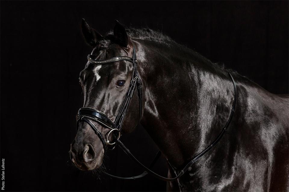 S.SPORTS STANFORD GLAM BRIDLE – Saddles Plus AU